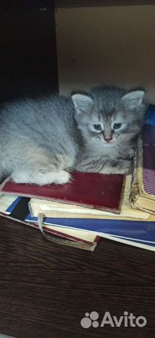 Отдам милого котенка в добрые руки.Девочка,1,5 мес