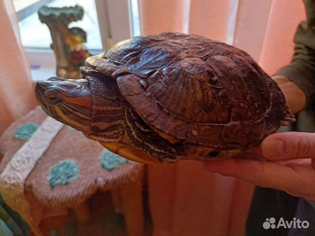 Красноухая черепаха бесплатно