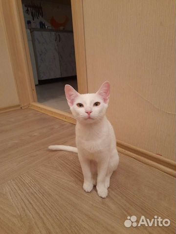 Кошка в дар