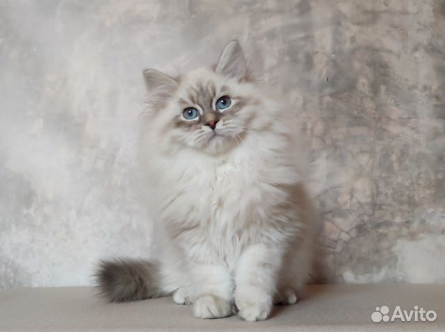 Профессиональный питомник предлагает котенка