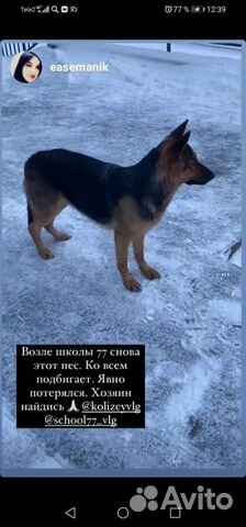 Овчарка ищет дом передержку