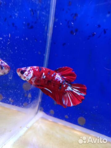 Рыбки петушки плакаты и халф муны кои