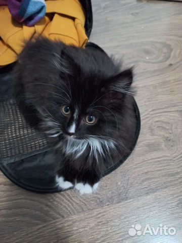 Отдам котенка