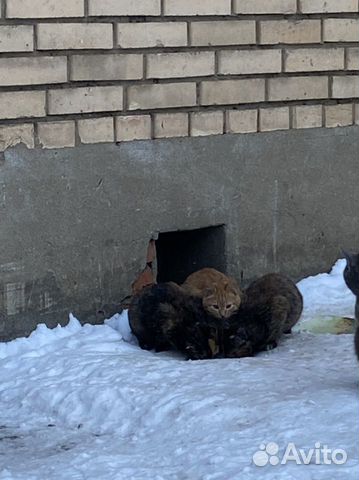 Котеночки 5 месяцев