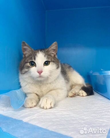 Молодой котик