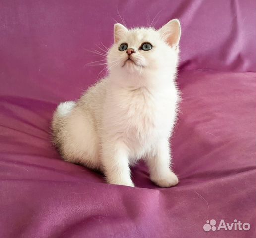 Продается котенок (мальчик) британская шиншилла