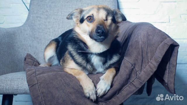 Ищет дом не большая Собачка Тяпа