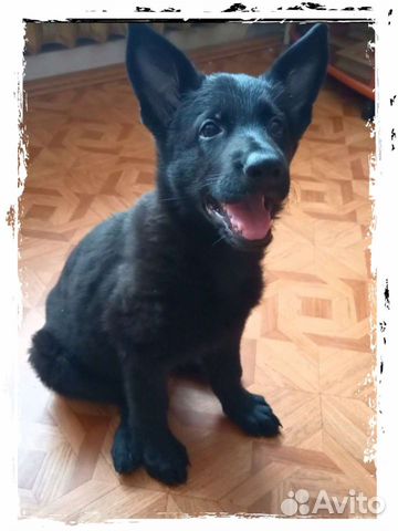 Щенки немецкой овчарки