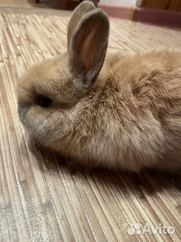 Декоративные кролики