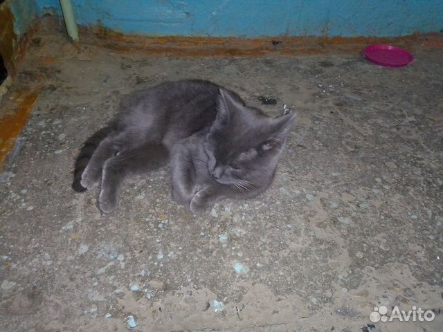 Котенок(мальчик)