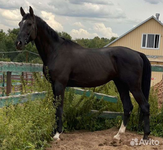 Случка с тракененским жеребцом