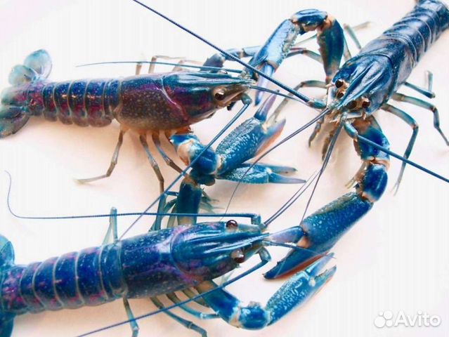 Австралийский рак мини ферма