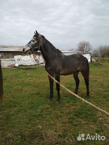 Продистый жеребец