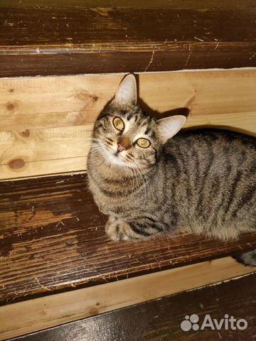 Отдам кошечку в добрые руки