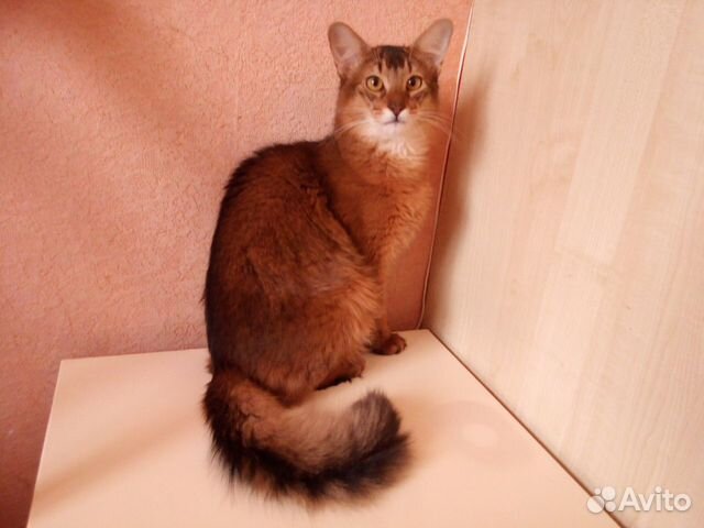 Прекрасный сомали