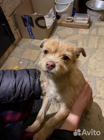 Чихуахуа, найдена собака