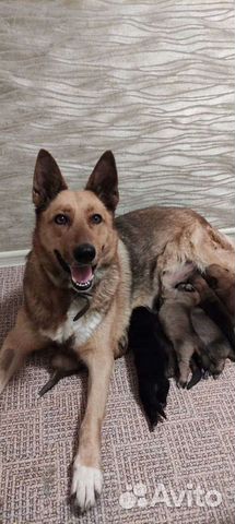 Щенки немецкой овчарки и хаски