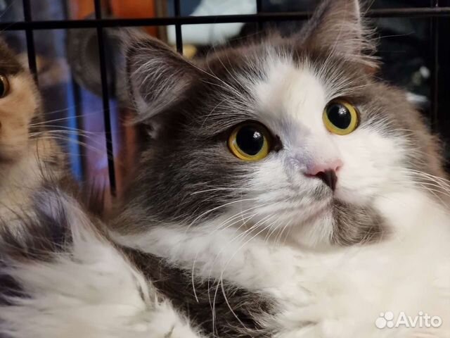 Котик Лёня, харизматичный толстячек 8 мес