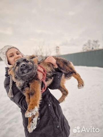 Сладкий щенок Теона ищет дом