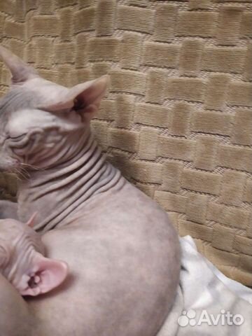 Донской сфинкс вязка