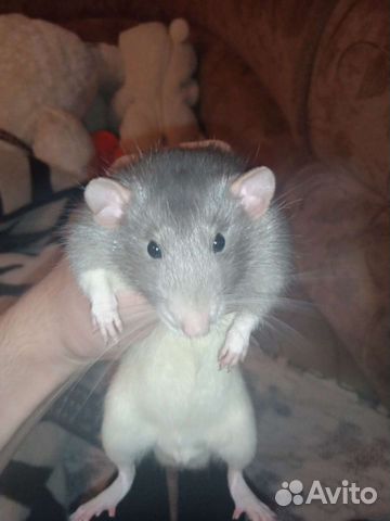 Крыса дамбо