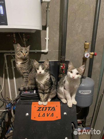 Котята подростки 9 месяцев