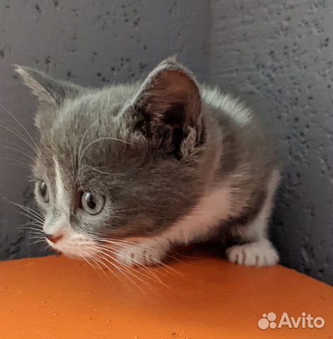 Породистый котенок в дар