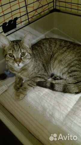 Кошка-Катюша