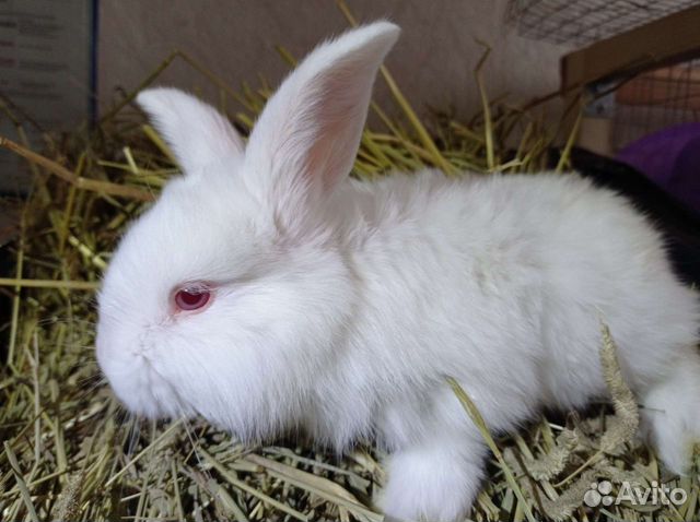 Кролики "нзб"