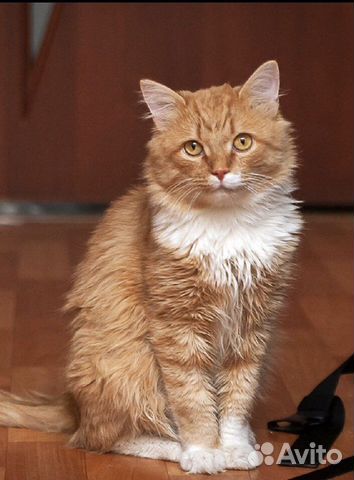 Кот Симба ищет хозяина. Отдадим в хорошие руки