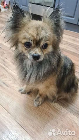 Собака в добрые руки Шпиц-чихуахуа