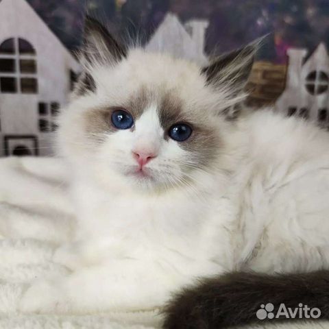 Emilio, рэгдолл с родословной