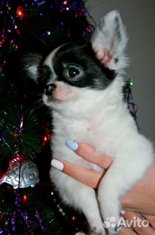 Щенки чихуахуа