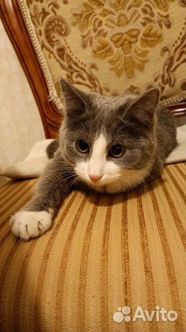 Кошка в дар