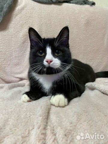 Котик