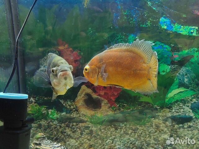 Аквариумные рыбки