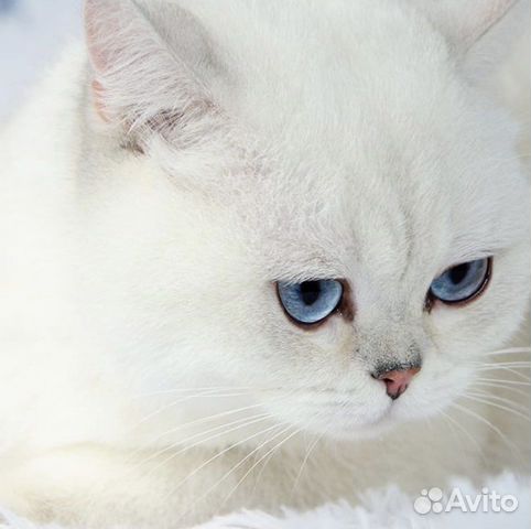 Британский котёнок