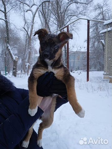 Собака в добрые руки щенок