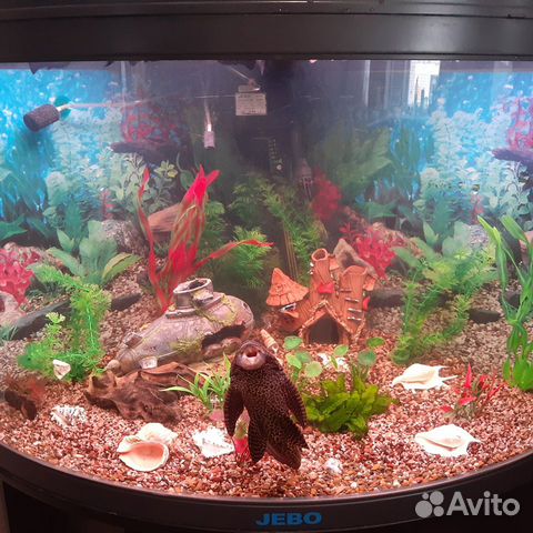 Сом птеригоплихт 30-35см