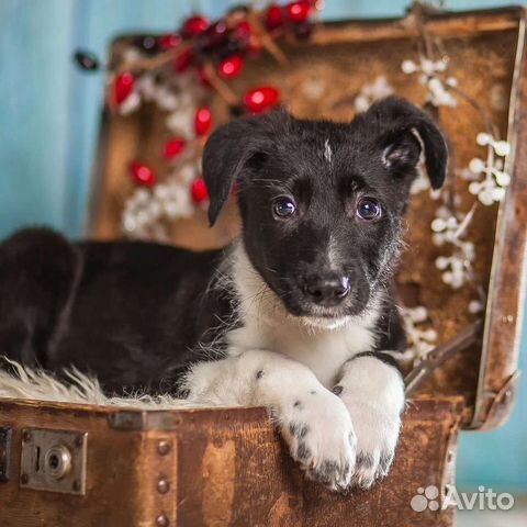 Щенок Крош в добрые руки