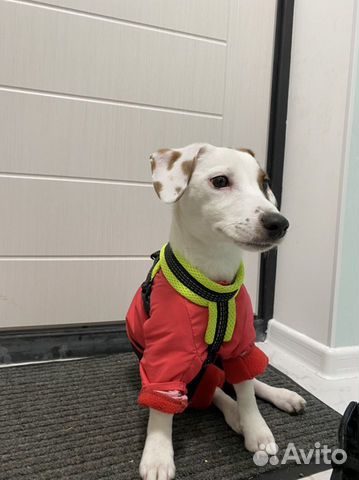 Щенки джек рассел терьер