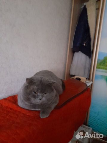 Шотландский кот на вязку