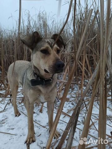 Ласковая собака в дар