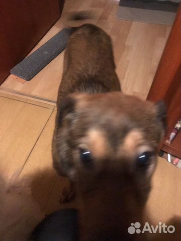 Отдам в добрые руки собаку