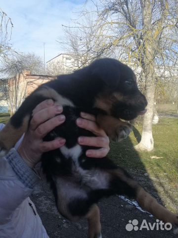 Щеночки ищут дом