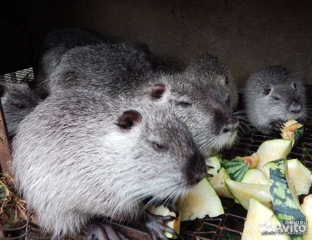 Нутрии