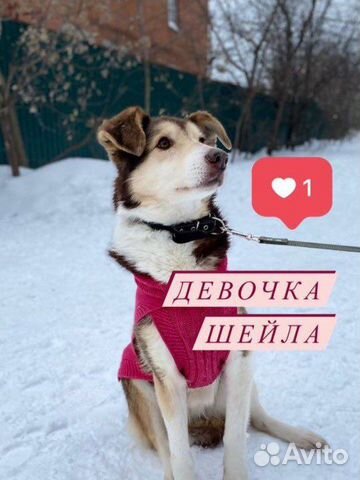 Собака-девочка из приюта ищет дом