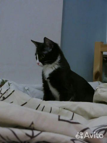 Котенок девочка Жужа