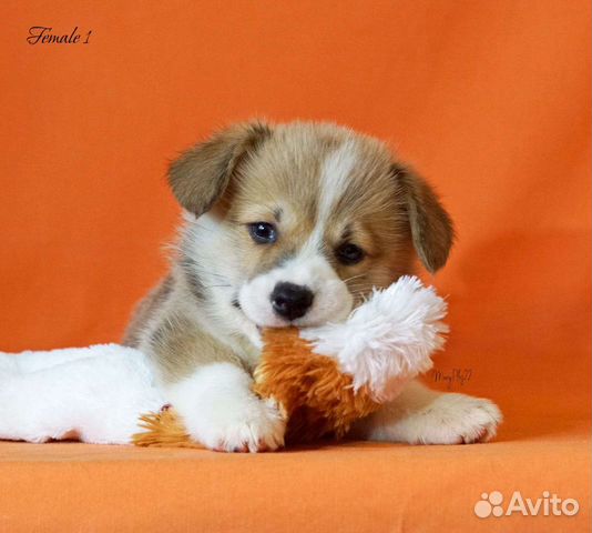 Девочка вельш корги пемброк