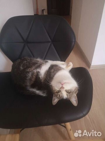 Благодарная кошечка с мороза